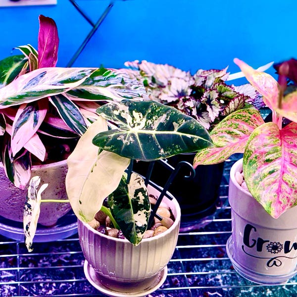 4" African Violet “cabbage Patch” - Etsy