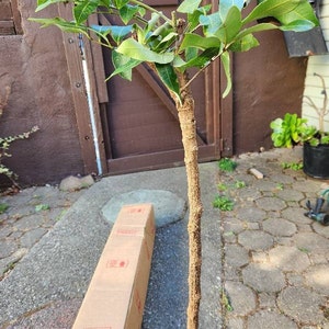 Sapodilla, Nispero, Chico ALANO Tree, Grafted, 3gl - Etsy