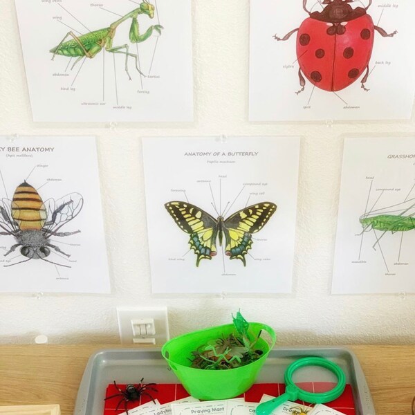 5 NATURE SETS, Bundle of Insects Anatomy and Life Cycle Prints ...