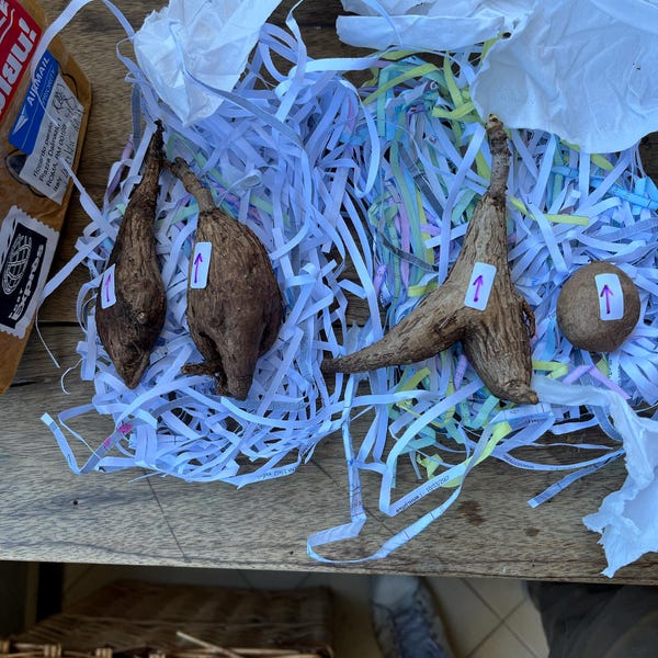 Amorphophallus Atroviridis Set 3 Caudexs, Rare Exotic Voodoo Lily, 4.5 ...