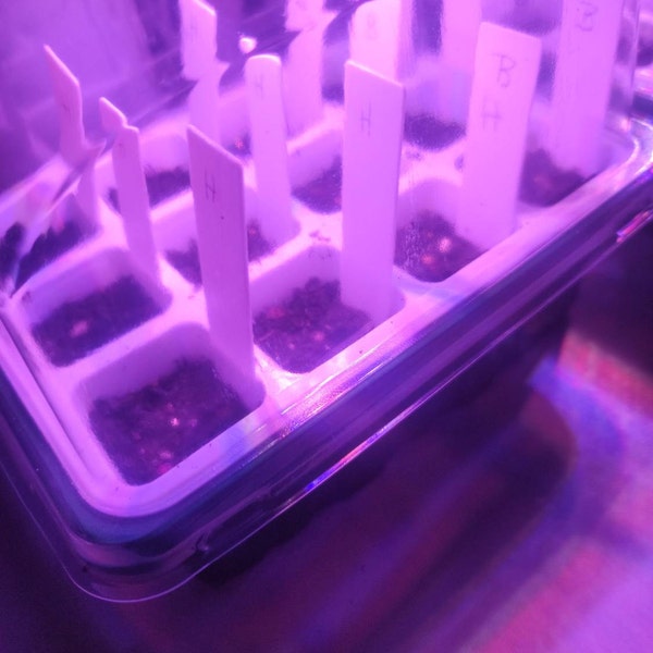 39 Light Bulb Zentangle Coloring Pages 8x11in 500 DPI PNG, Unlimited ...