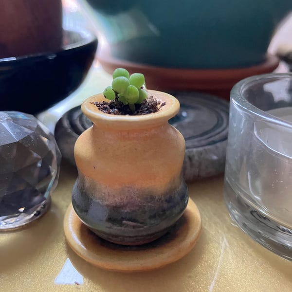 Tulip - Live Terrarium Plant - Miniature Living Succulent Cacti Plant ...