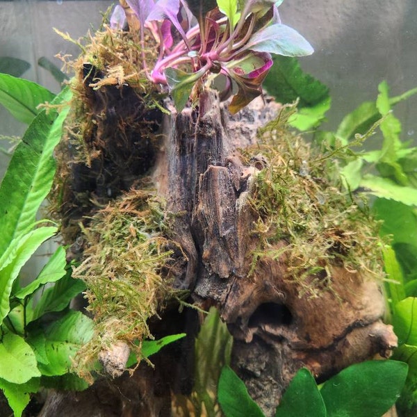 BUY2GET1FREE Java Moss, Bogor Moss Aquarium Plant | Easy Aquarium Plant ...