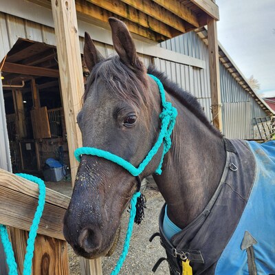 Black With Turquoise Lariat Rope Nose Muletape Halter With Matching 8 ...