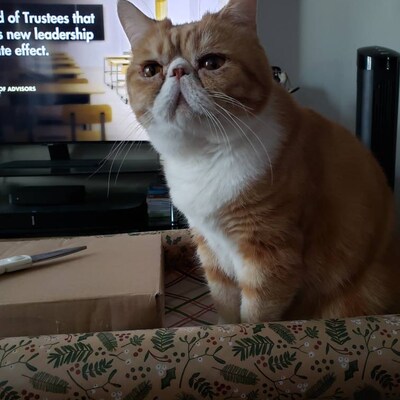 St Francis of Assisi Art With Wolf Print Mothers Day Gift Catholic ...