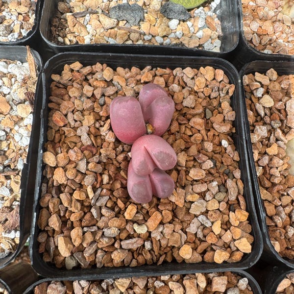 3/5 Rare Lithops Purple Sato's Violet0.4/1.2giant/bulk SALE - Etsy