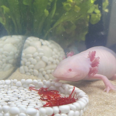 Axolotl / Shrimp Feeding Dish - Etsy