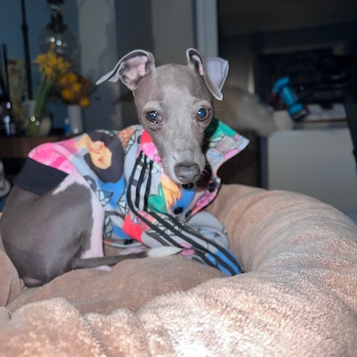 Italian Greyhound Apparelwind-proof Rompers01 - Etsy
