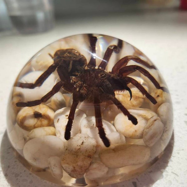 X5 Isopods in Jar, Curio Jar, Giant Roly Poly, Oddities Decor - Etsy