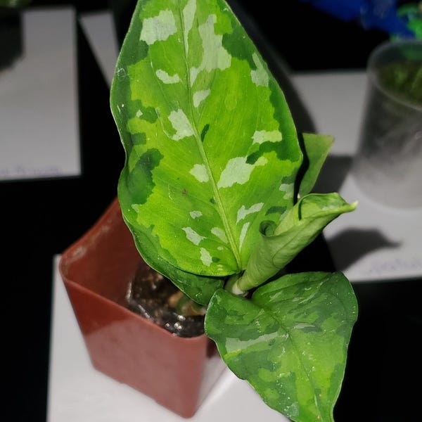 Philodendron Birkin Galaxy Starter Plant ALL STARTER PLANTS Require You ...
