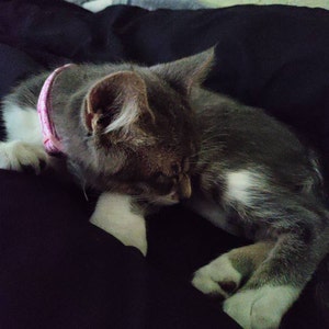 Cat Collar White with Metallic Gold Stars and Starbursts | Etsy