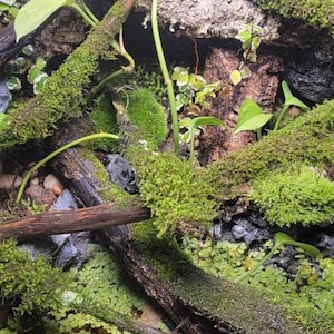 Spoon Leaved Moss Bryoandersonia Illecebra Live Terrarium Moss - Etsy
