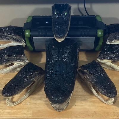 ALLIGATOR BONE DUST Voodoo, Hoodoo, Wicca, Gothic, Oddity - Etsy