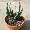 Sm.1g Aloe Excelsa,rarely Seen in Cultivation.seed Grown From South ...