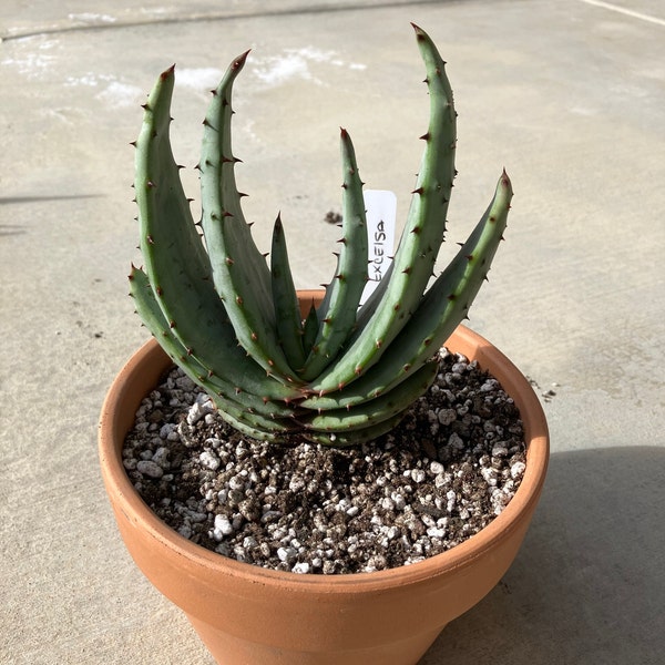 Sm.1g Aloe Excelsa,rarely Seen in Cultivation.seed Grown From South ...