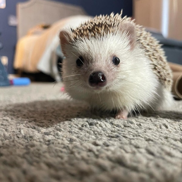 Insect Protein Powder Kibble Topper Hedgehog - Etsy