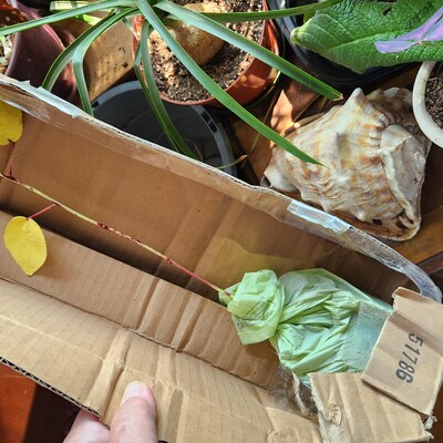 Luna & Moth Food Sweet Gum Leaves Liquidambar Styraciflua Host Plant - Etsy