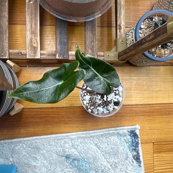 Alocasia Dragons Tooth Starter Plant (ALL STARTER PLANTS Require You to ...