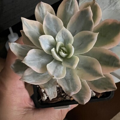 Lithops Aucampiae 'jackson's Jade' C395 10 Seeds - Etsy