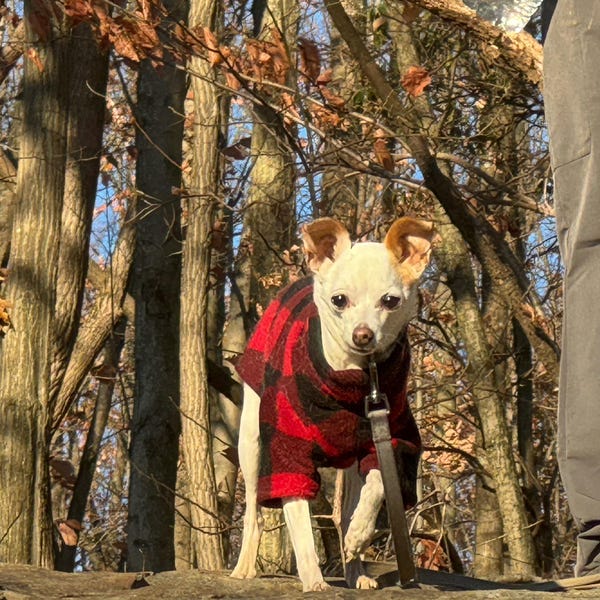 Lumberjack - Small Breed Dog Coat - Poncho - Etsy
