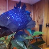 Fish DIY Papercraft Kit, Origami Lantern, Under the Sea, Kids Room ...