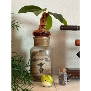 Mandrake Root Herbology Magic Potion Glass Bottle Inspired - Etsy UK