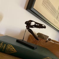 Life Size Utahraptor Skull - Etsy Canada