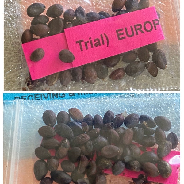 European Privet Shrub Seeds (LIGUSTRUM VULGARE) (common Privet) - Etsy