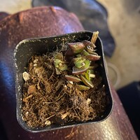 RARE Crassula Tabularis Pagoda Village Succulent Plant 2 Pot - Etsy Canada