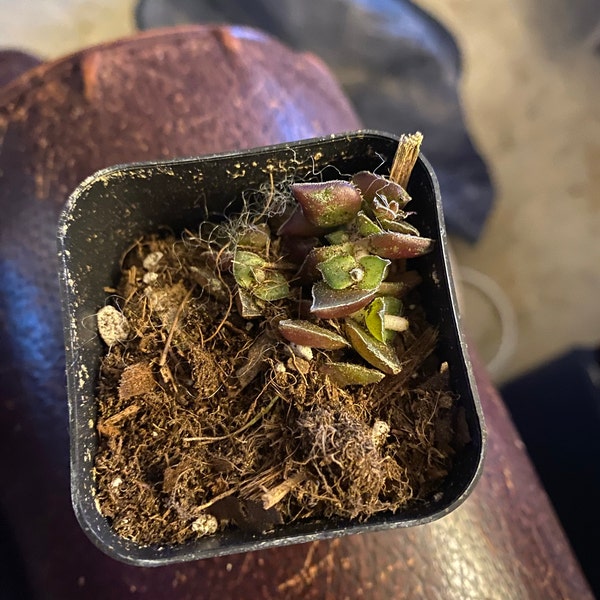 RARE | Crassula Tabularis Pagoda Village - Succulent Plant 2" Pot - Etsy