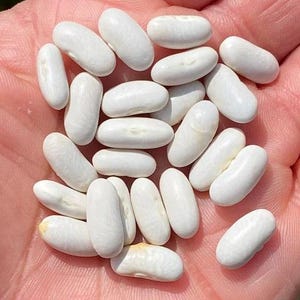 Crown Vetch Seeds for Wildlife Food Plots & Soil Erosion Control Non ...