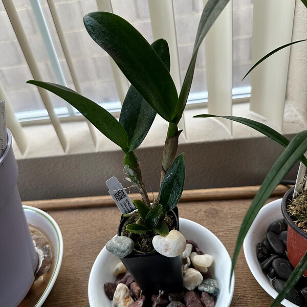 Husky Plant , Ruby Velvet Red Phalaenopsis Formosa Ruby 'brilliant ...