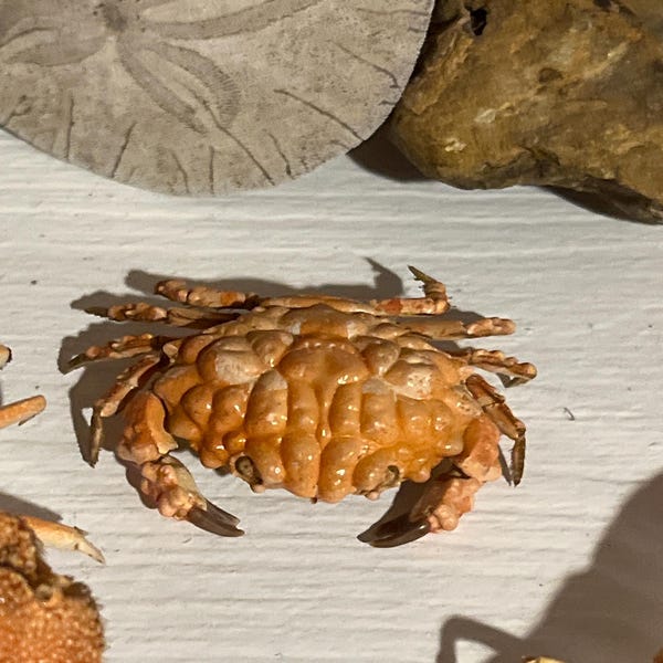 Spider Crab Platymaia Alcocki Crab Taxidermy Oddities - Etsy