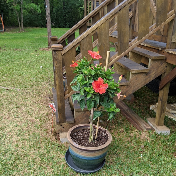 Red Braided Hibiscus Tree Plant - Flowering Tree Plant Live - Overall ...