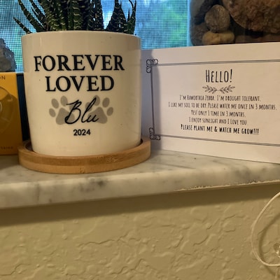 Personalized DNP Graduation Gift 3 White Ceramic Pot W/ Live Plant DNP Gift Doctor of Nursing ...