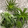 Tilly Boost 4oz | Tillandsia & Bromeliad Food | Air Plant Fertilizer ...