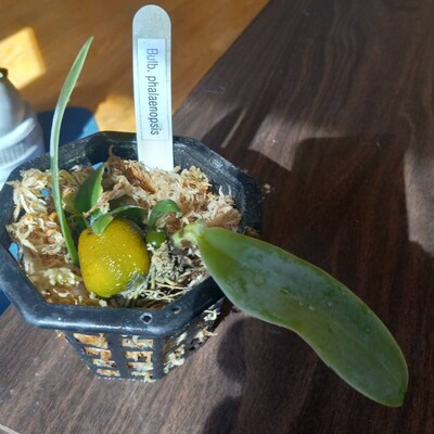 Bc. Yellow Bird B. Nodosa X Bc. Richard Mueller EASY GROWER BLOOMING ...