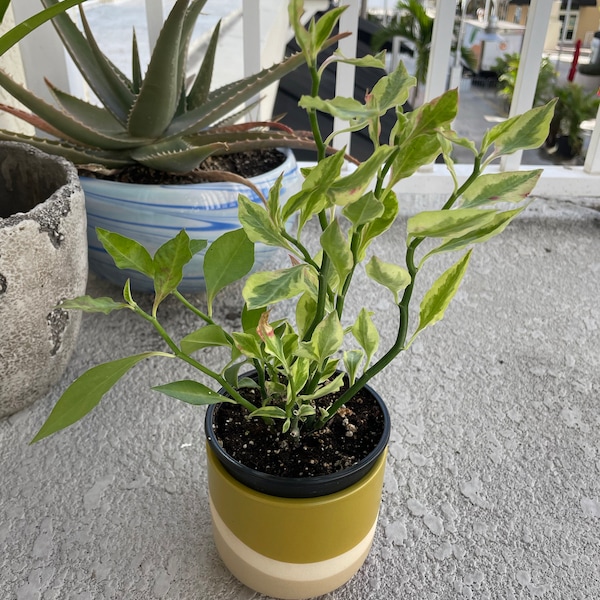 Devil's Backbone I Pink Variegated - Etsy