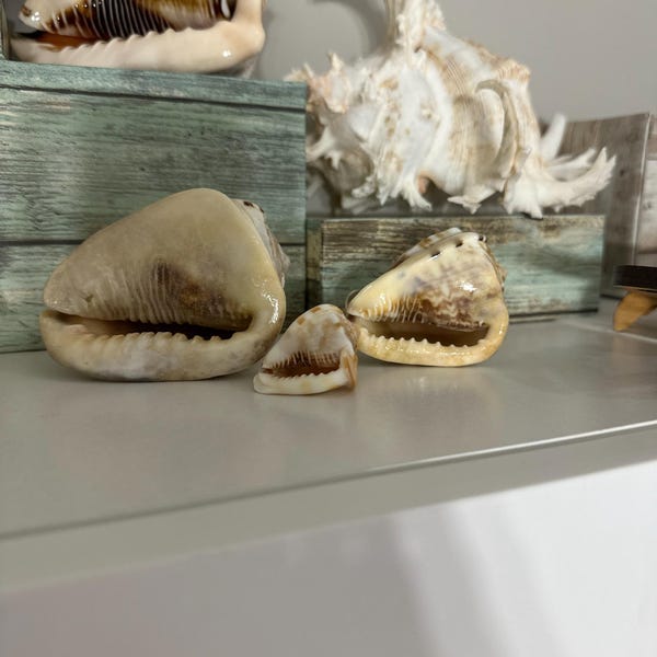 RARE* ALBINO/ ALBINISM Juvenile Florida Fighting Conch, Lightning Whelk ...