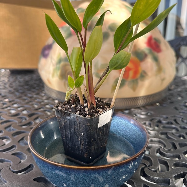 Golden Brush Dwarf Ginger - Burbidgea Schizocheila - Etsy