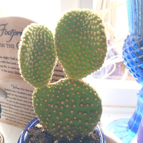 Golden Wavy Cactus, Swirl Cactus, Opuntia Microdasys Monstrosus, Small ...