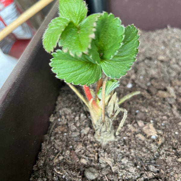 5 Evie 2 Everbearing Strawberry Plants – Bare Root High Yield Day ...