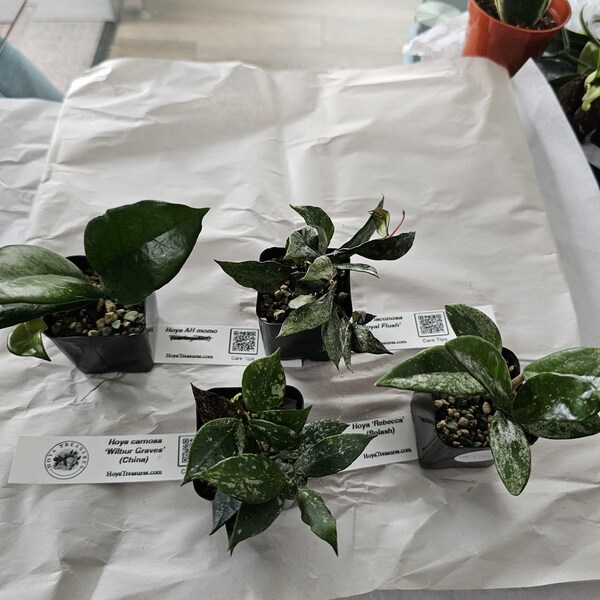 Hoya 'mathilde' (inner Variegated) | 2-inch | Exact Plant | Free Live ...