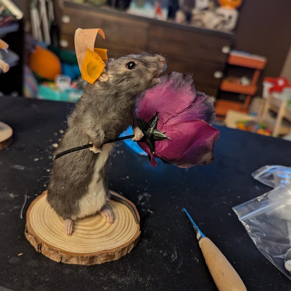 Do It Yourself Rat Taxidermy Kit With Real Rat Skin - Etsy