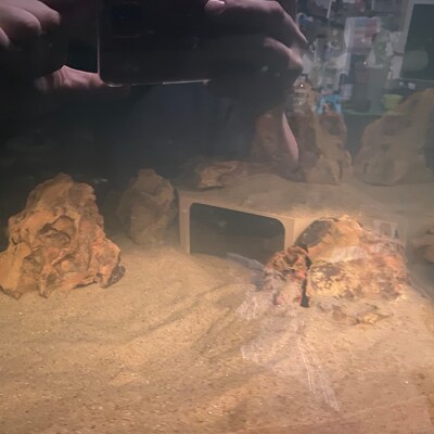 Axolotyl Crayfish Shrimp Aquarium Corner Cave Hide With Viewing Window ...