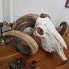 Goat Skull With Crippled Horns - Etsy