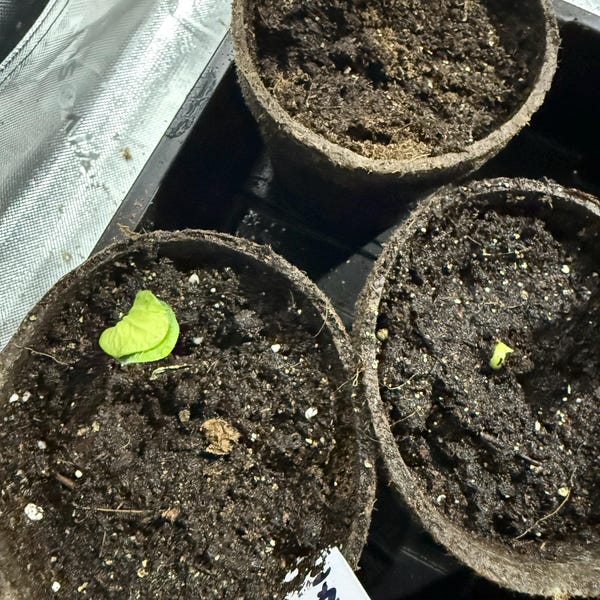 Lunga Di Napoli Winter Squash Seeds: Italian Heirloom, Non-gmo - Etsy