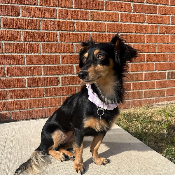 Orange and White Checkered Dog Collar, Martingale or Flat Collar, Dog ...