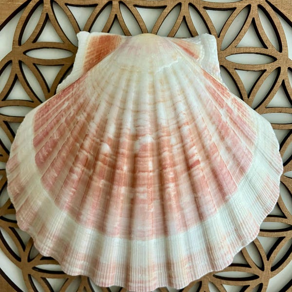 Vittina Waigiensis, Small Red Shell, Collectible Shell, Curiosity ...
