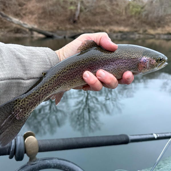 3-pack Tactical Gasolina Perdigon Jigged Tungsten Bead Head Nymph Fly ...